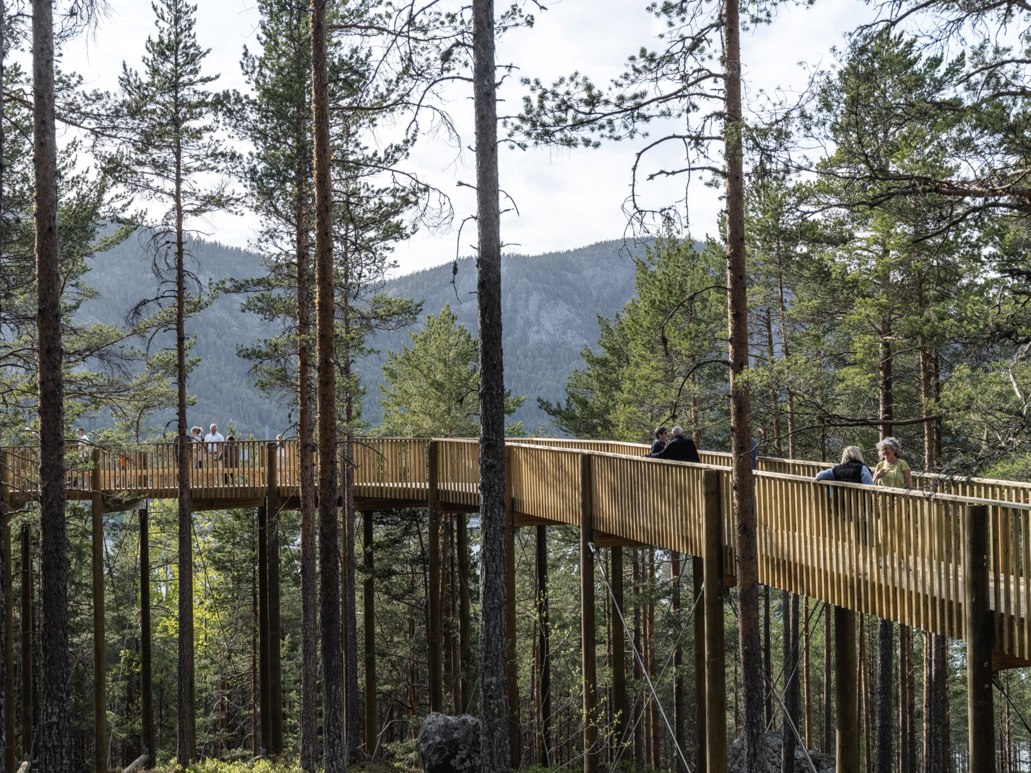 Promenade à la cime des arbres au Danemark – ArchiBat Mag